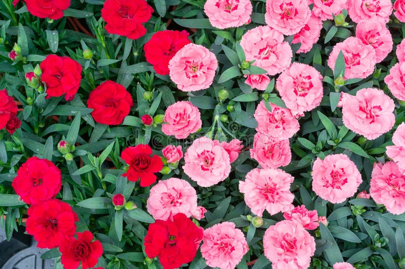 Small Red Carnations Pattern, Natural Blooming Texture Background Top ...