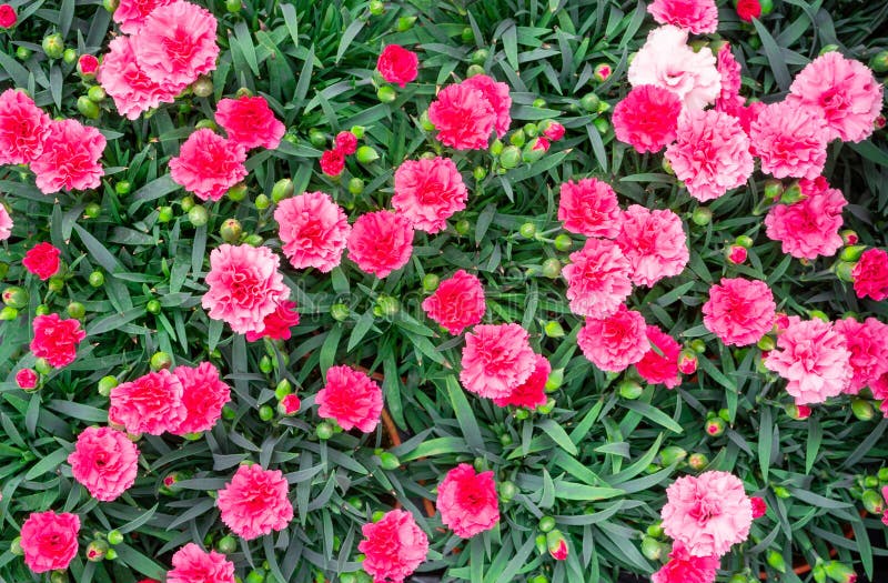 Small Red Carnations Pattern, Natural Blooming Texture Background Top ...