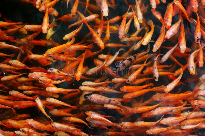 Small Red Carp in the Lake Water. Stock Image - Image of exotic ...
