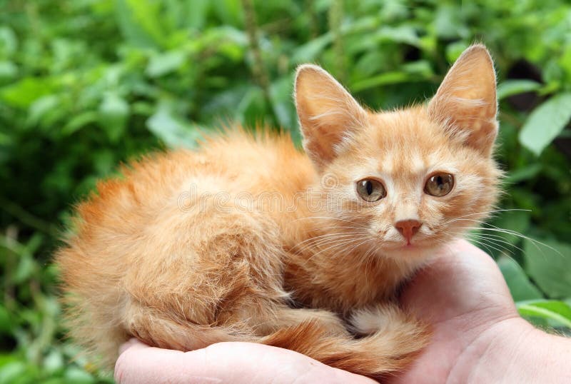 Playful red small cat stock photo. Image of pets, interested - 7419384