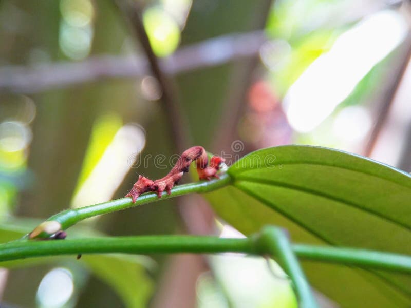 A Small Red Caterpillar Crawls on the Leaf Stalk Stock Photo - Image of ...