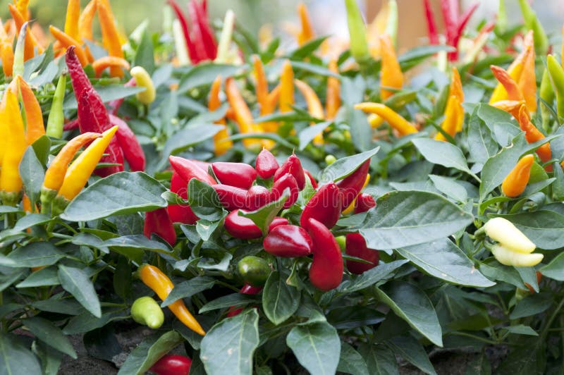 Small red chili peppers stock photo. Image of plant, spices - 76837656