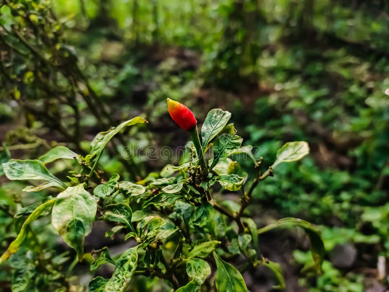 Chilli Macro Photo stock image. Image of dried, macro - 251842071