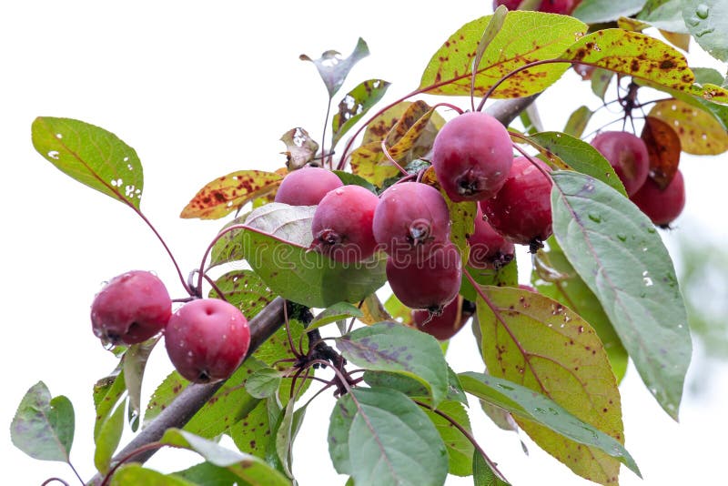 Small Red Chinese Apples Isolated on White Stock Photo - Image of ...