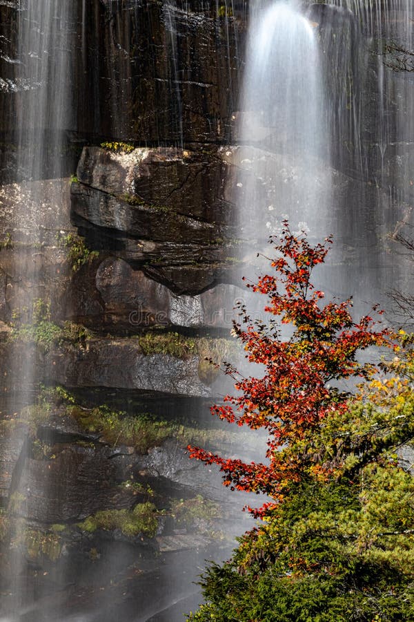 Small Red Colored Tree in Autumn Stands in Front of Whitewater Falls ...