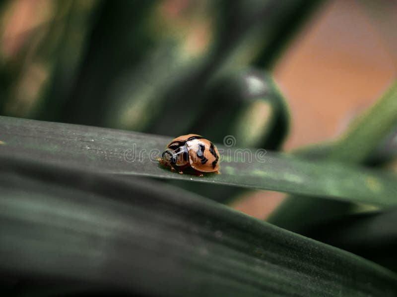 A Small Red Coloured Ladybug Stock Image - Image of leaf, plant: 225361461