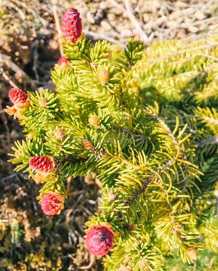 Red pine cones stock image. Image of pine, grown, cones - 190335109