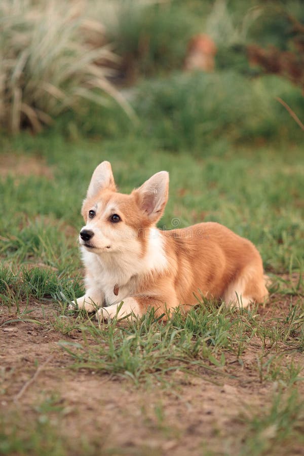 Which Corgi Has No Tail