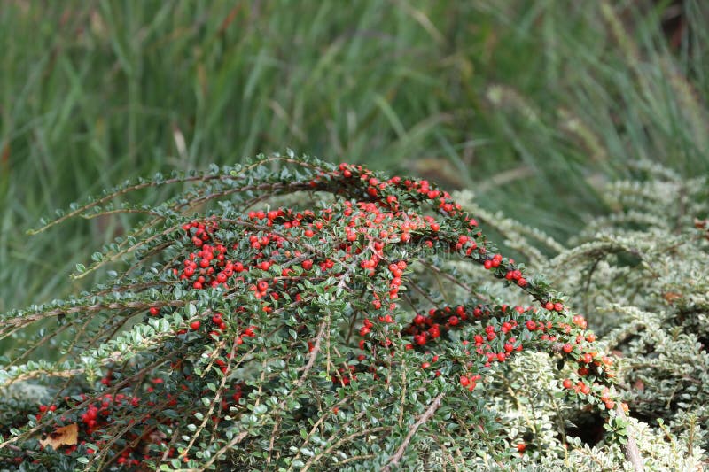 Small Red Cotoneaster Bear Berry Stock Photo - Image of natural, shrub ...