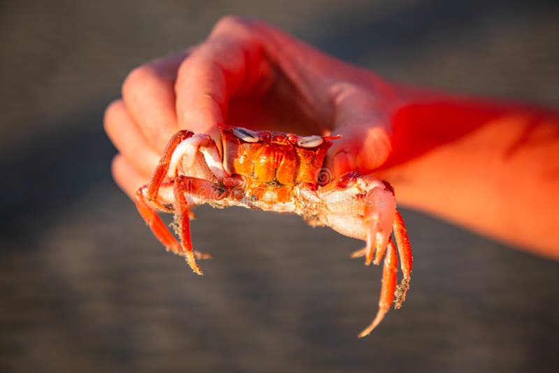 Small red crab stock image. Image of crab, esmeraldas - 134125153