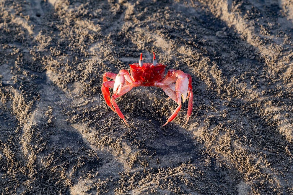 Small red crab stock photo. Image of beach, background - 134125310