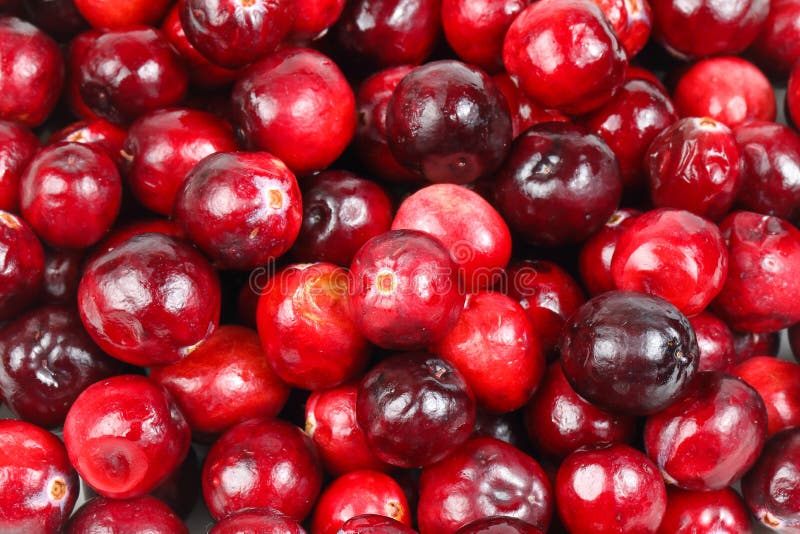 Small Red Cranberry stock photo. Image of nature, herbal - 82714174