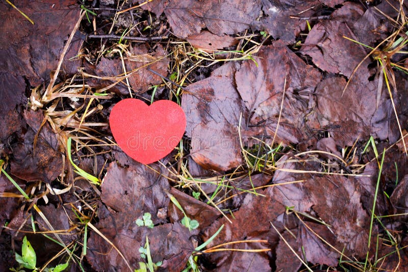Small Red Decorative Heart on Fall Leaves Background. Stock Photo ...