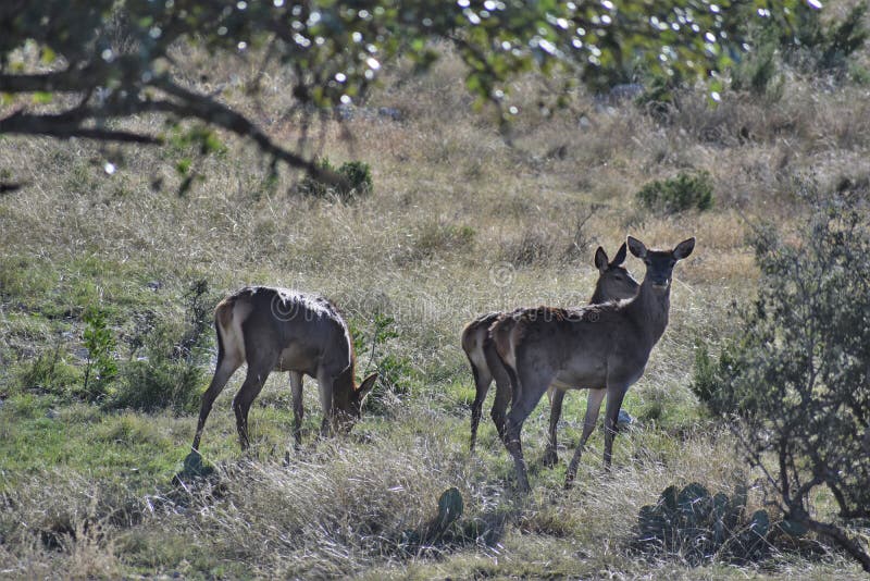 Small Red Deer Herd stock image. Image of landscape - 135997491