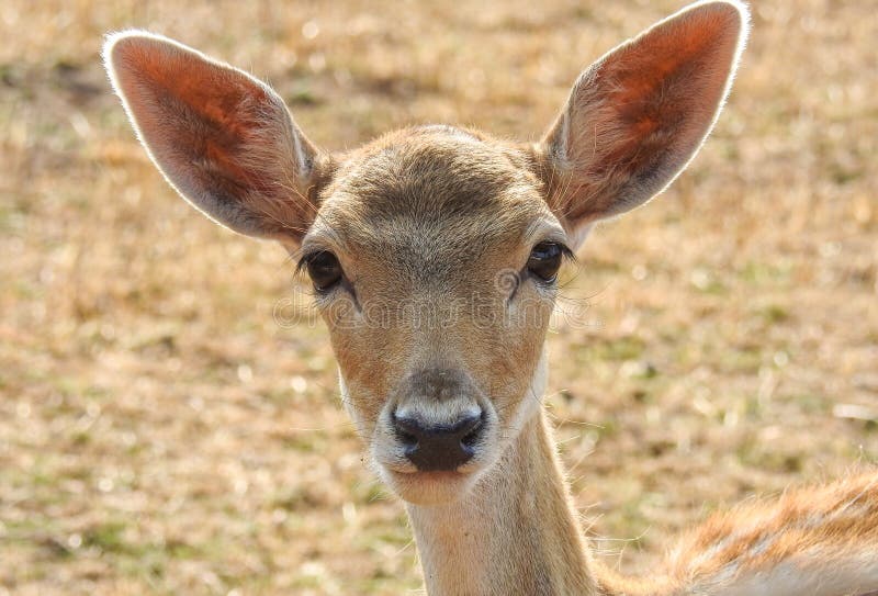 Small Red Deer on the Meadow Stock Image - Image of wildlife, people ...