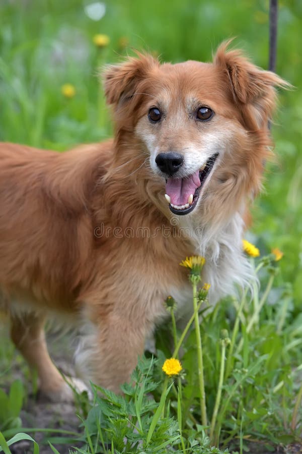 Small Red Dog Pooch in the Grass Stock Photo - Image of blue, animal ...