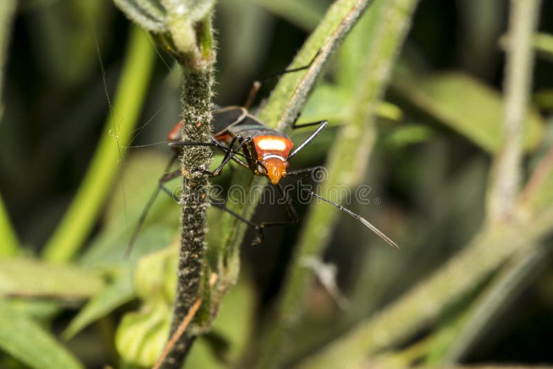 Small Red Dysdercus Hemiptera Bug Stock Image - Image of insect ...