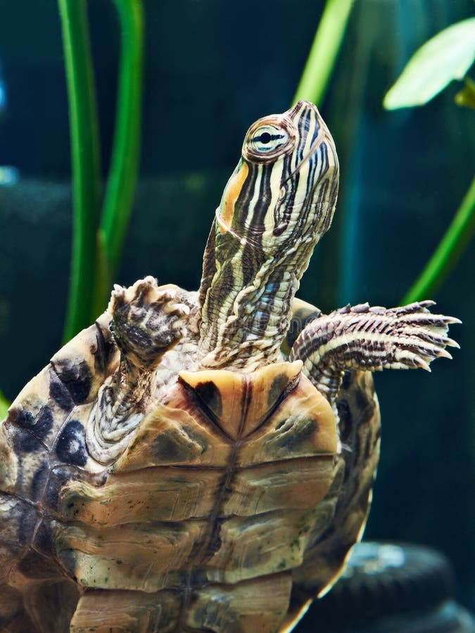 Small red-ear turtle stock photo. Image of closeup, amphibian - 61975230