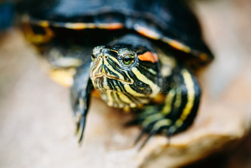Small Red-ear Turtle, Pond Terrapin Stock Photo - Image of aquatic ...