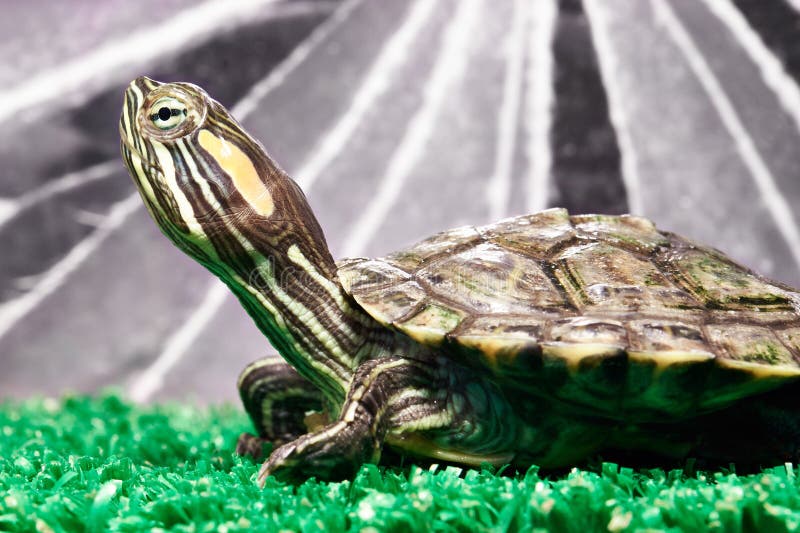 Small Red-ear Turtle in Terrarium Stock Photo - Image of small, nature ...