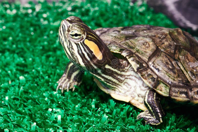 Small Red-ear Turtle in Terrarium Stock Photo - Image of color, armor ...