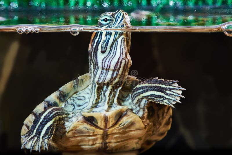 Small red-eared turtle stock photo. Image of close, aquarium - 61975624