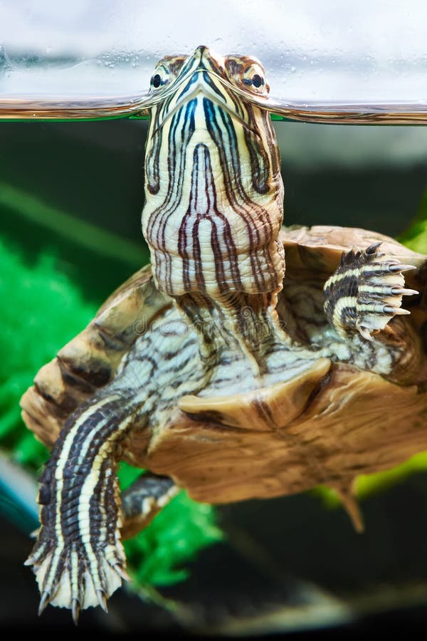 Small red-eared turtle stock photo. Image of amphibian - 61998218