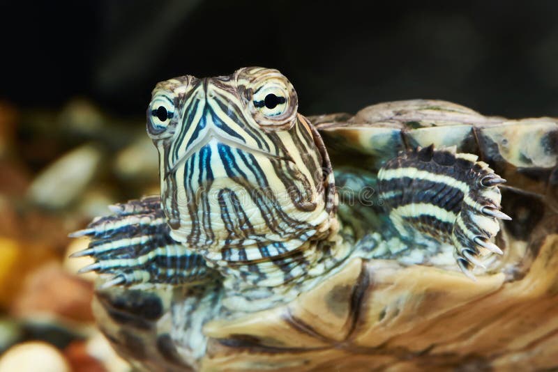 Small red-eared turtle stock photo. Image of creep, looking - 61998854