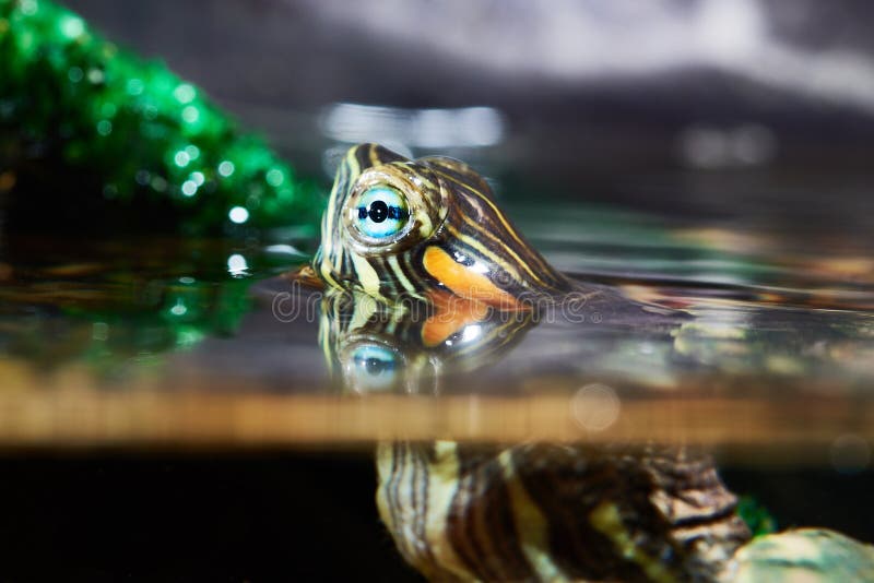 Small red-eared turtle stock image. Image of aquarium - 82785619