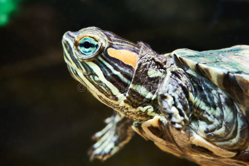 Small red-eared turtle stock photo. Image of exotic, creep - 82785738