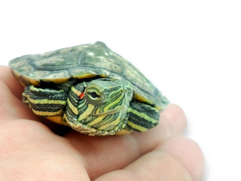 Small Red-eared Turtle on Palm, Close-up on White Background, Stock ...