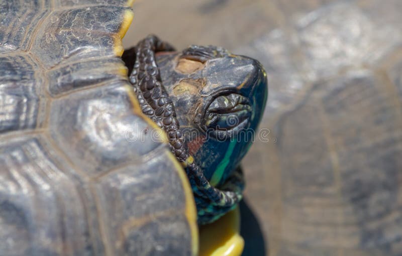 Small red eye turtle stock photo. Image of head, exotic - 54741938