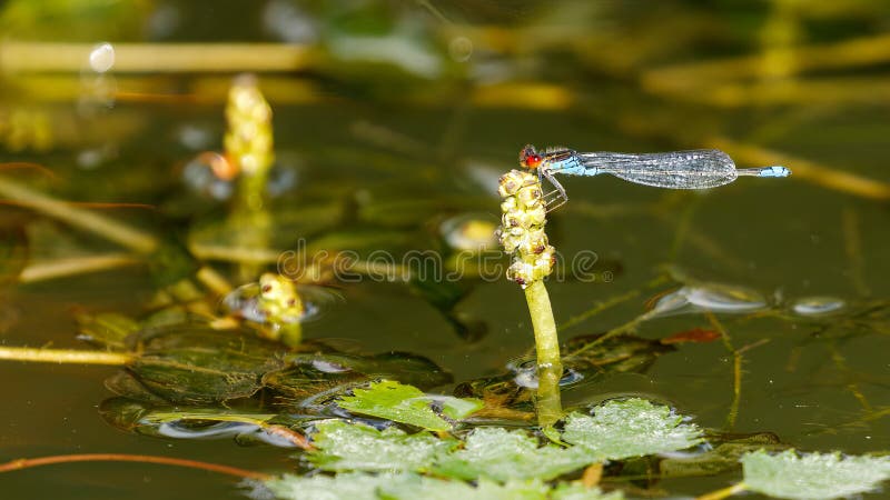 Small Red-eyed Damselfly in the Danube Delta Stock Photo - Image of ...