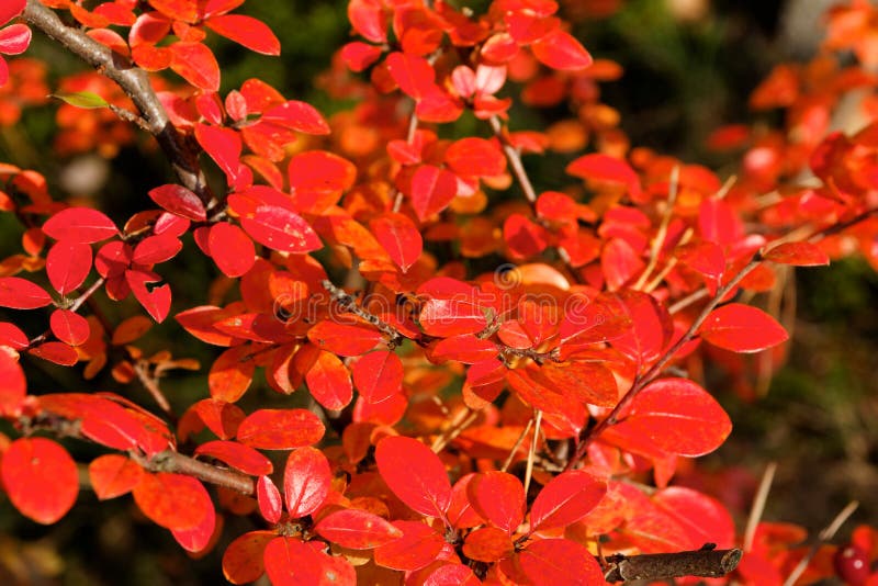 Small Red Fall Leaves stock photo. Image of branch, trees - 27311274