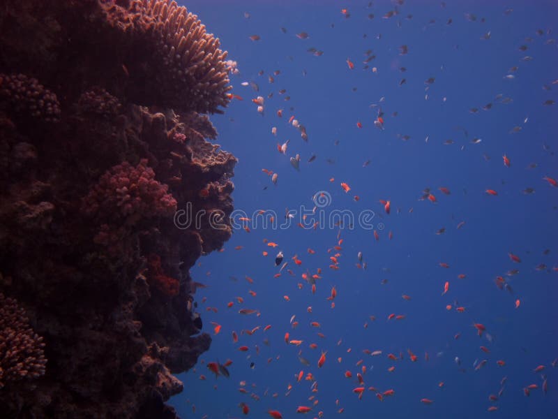 Small red fish stock photo. Image of clean, healthy, dream - 28894776