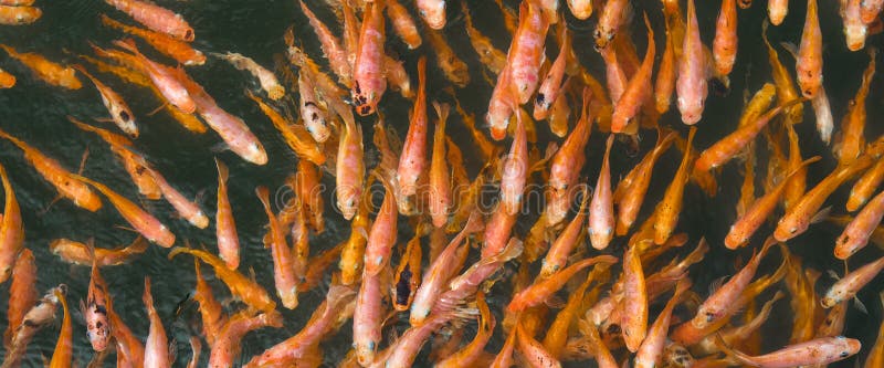 Small Red Fish in the Lake Water Stock Image - Image of ocean, healthy ...