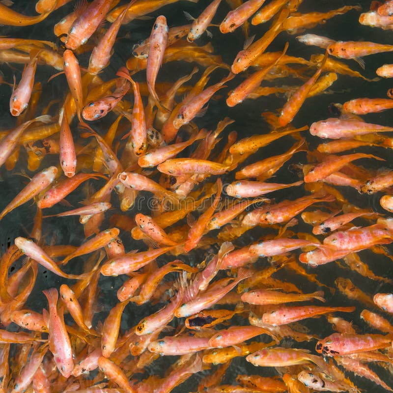 Small Red Fish in the Lake Water Stock Image - Image of ocean, healthy ...