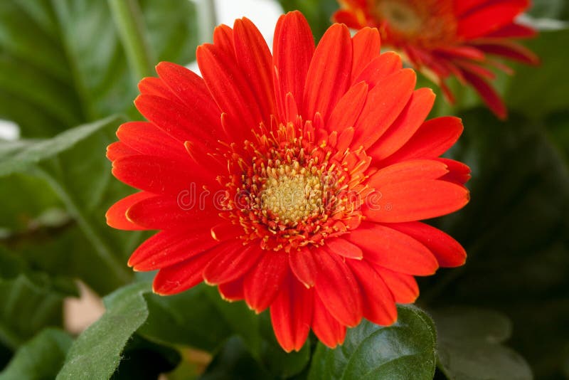 Small red flower stock image. Image of garden, nature - 12795227