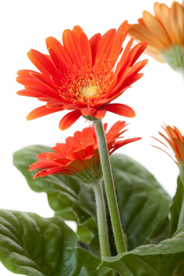 Small red flower stock photo. Image of green, yellow - 12857850