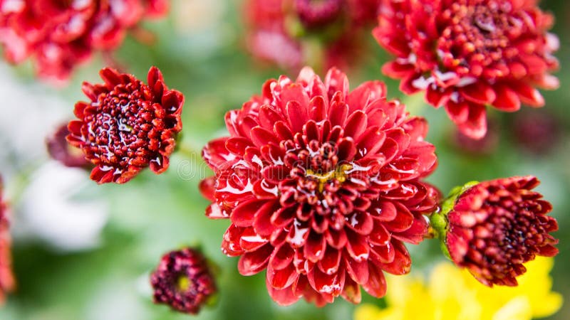 Small red flower in garden stock photo. Image of natural - 147039854