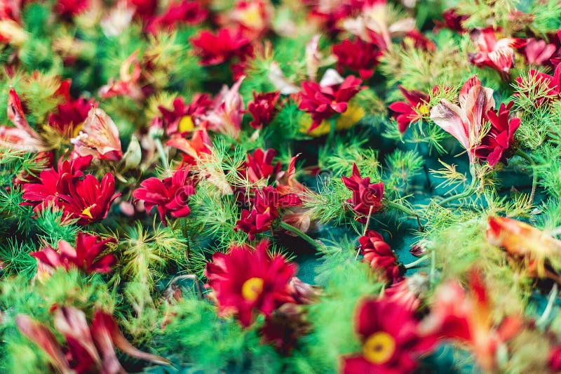 Small Red Flower As Part of Landscape Design Stock Photo - Image of ...