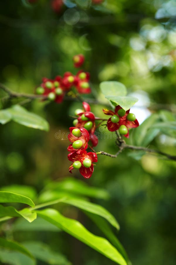 Small red flower stock photo. Image of garden, sunlight - 40714476