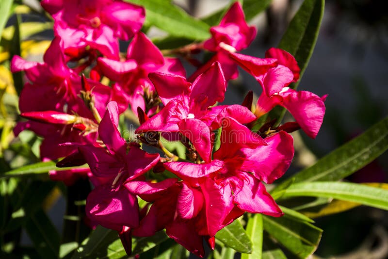 Small red flowers stock image. Image of nature, flowers - 127683097