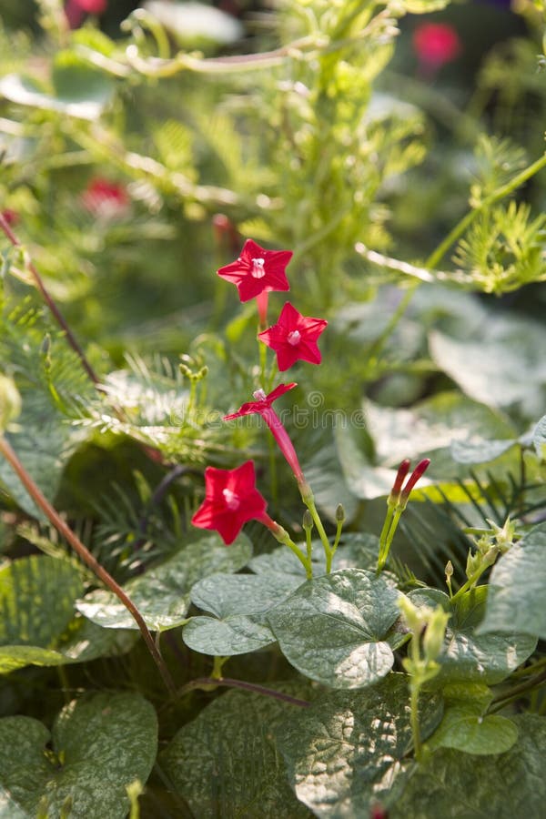 Small red flowers stock image. Image of flood, levies - 1519295