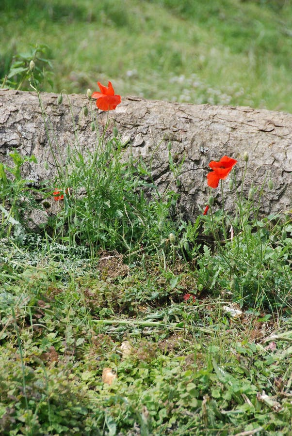 Small Red Flowers Against a Fallen Tree Trunk Stock Photo - Image of ...