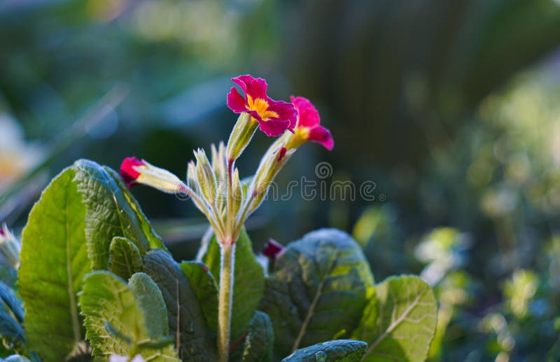 Small red flowers stock image. Image of botanical, color - 274552259