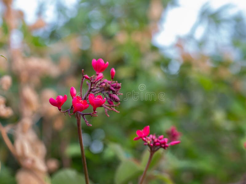Small Red Flowers Blooming stock image. Image of blossom - 87732177