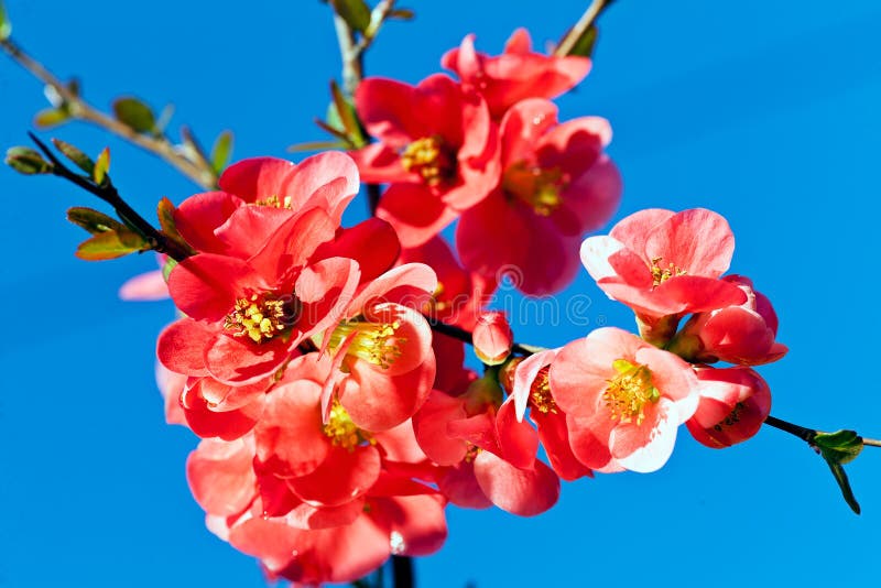 Small red flowers stock image. Image of bouquet, floral - 75949243