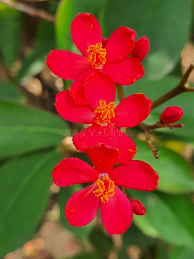 Small Red Flowers in the Green Garden Stock Image - Image of nature ...