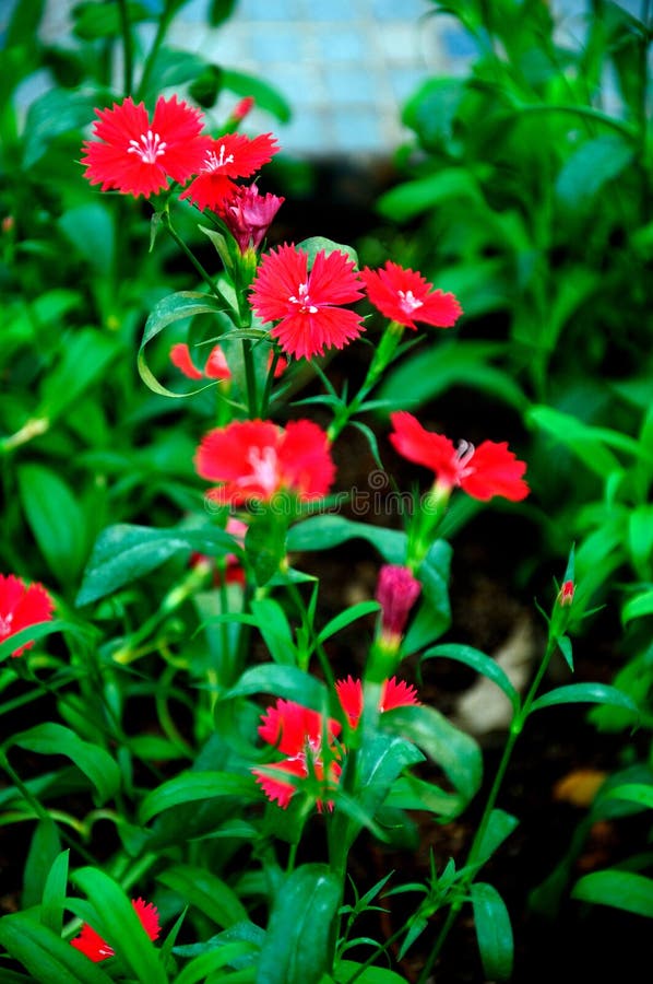 Small red flowers stock photo. Image of leaf, small, asian - 52126030